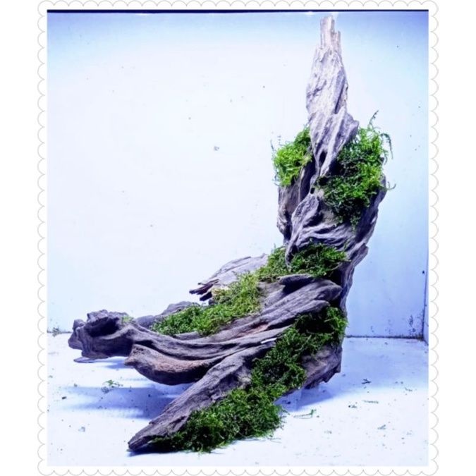 Jual kayu rentek aquascape ukuran s -+ 10-20cm bonus moss wipping/kayu ...