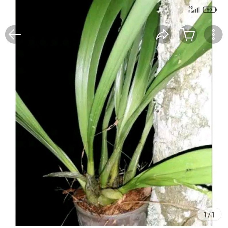 Jual anggrek bawang, tanaman hias mini, tanaman hias 1 batang pohon ...