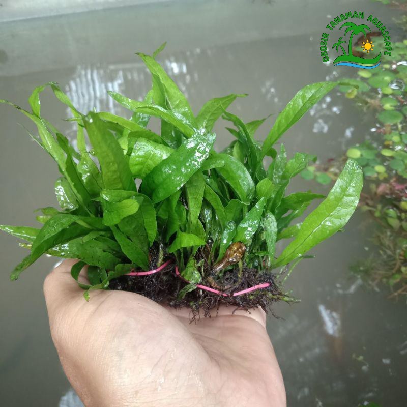 Jual 1 Ikat Kadaka Java Fern Full Air Tanaman Aquascape - Tanaman ...