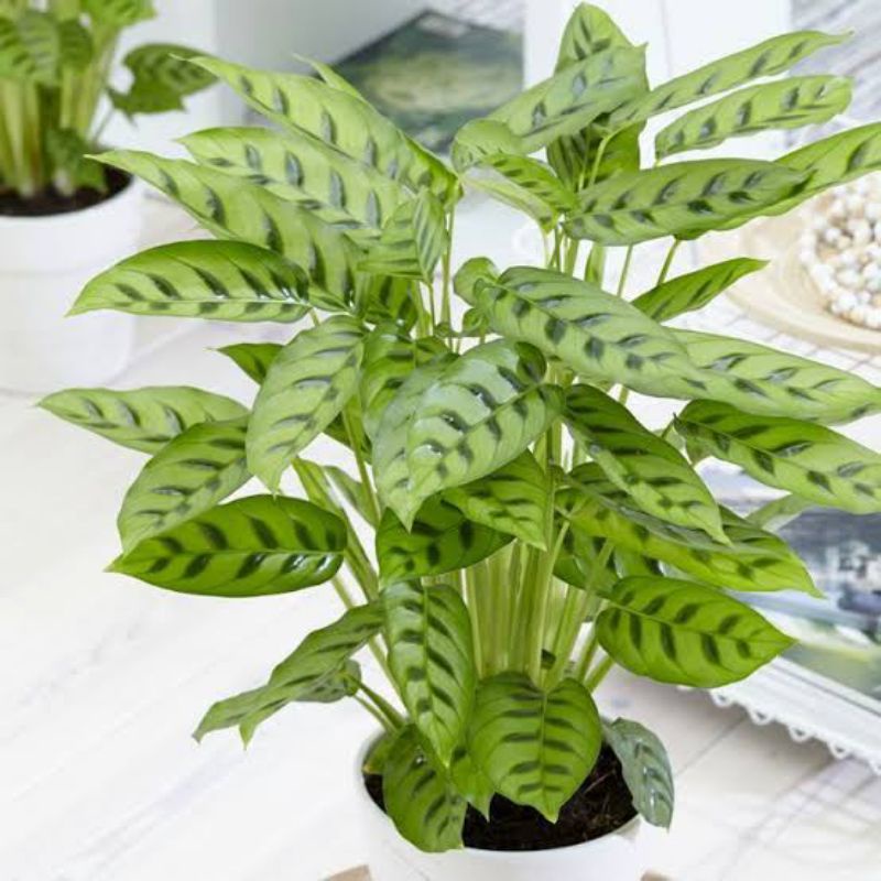 Jual (Beli 3 Harga Grosir) CALATHEA LEOPARDIA/CALATHEA BAMBU/KALATHEA ...