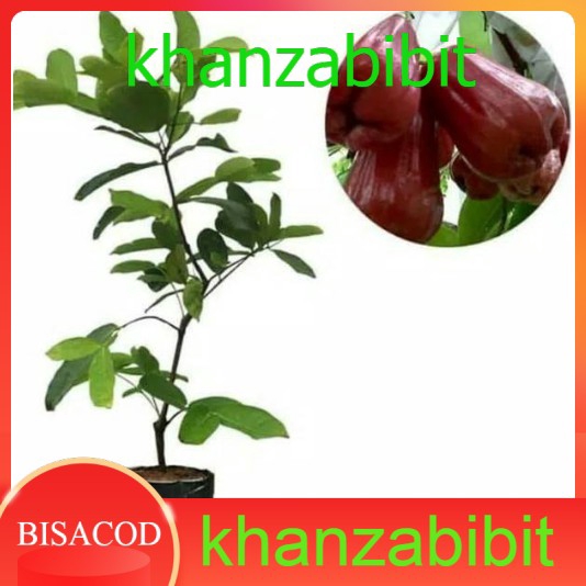 Jual Bibit tanaman jambu air madu deli merah (KHANZA) | Shopee Indonesia