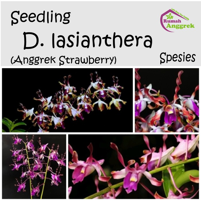 Jual Seedling Dendrobium Lasianthera Spesies Anggrek Strawberry papua ...