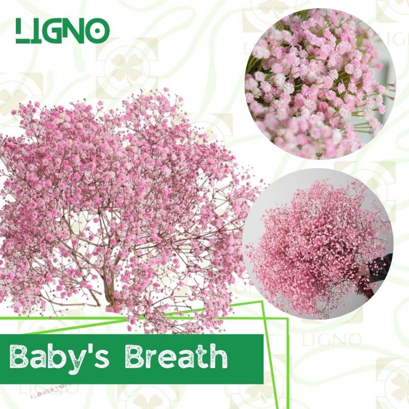 Jual Benih BABY'S BREATH PINK (isi-8) - Biji Bibit Bunga | Shopee Indonesia