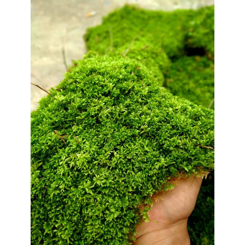 Jual Lumut hutan borneo / lumut hidup / moss sphagnum per 1/2kg ...