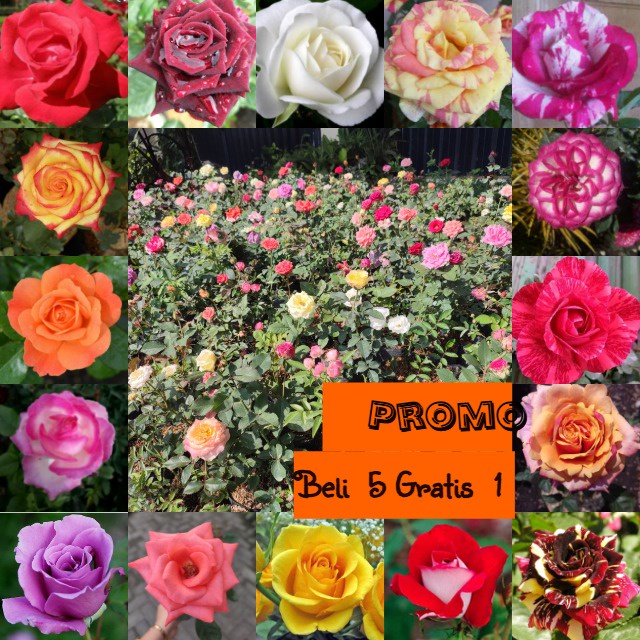 Jual Paket Promo 5 Jenis Bunga Mawar Gratis 1 Tanaman Hidup Bunga Mawar ...