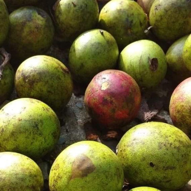 Jual Buah Pengusir Hama Tikus Buah Simpalak Buah Bintaro Shopee Indonesia