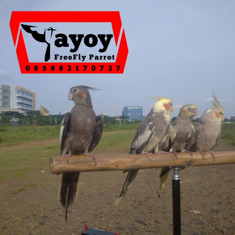 Jual Falk Cockatiel Parkit Australia jinak free fly | Shopee Indonesia