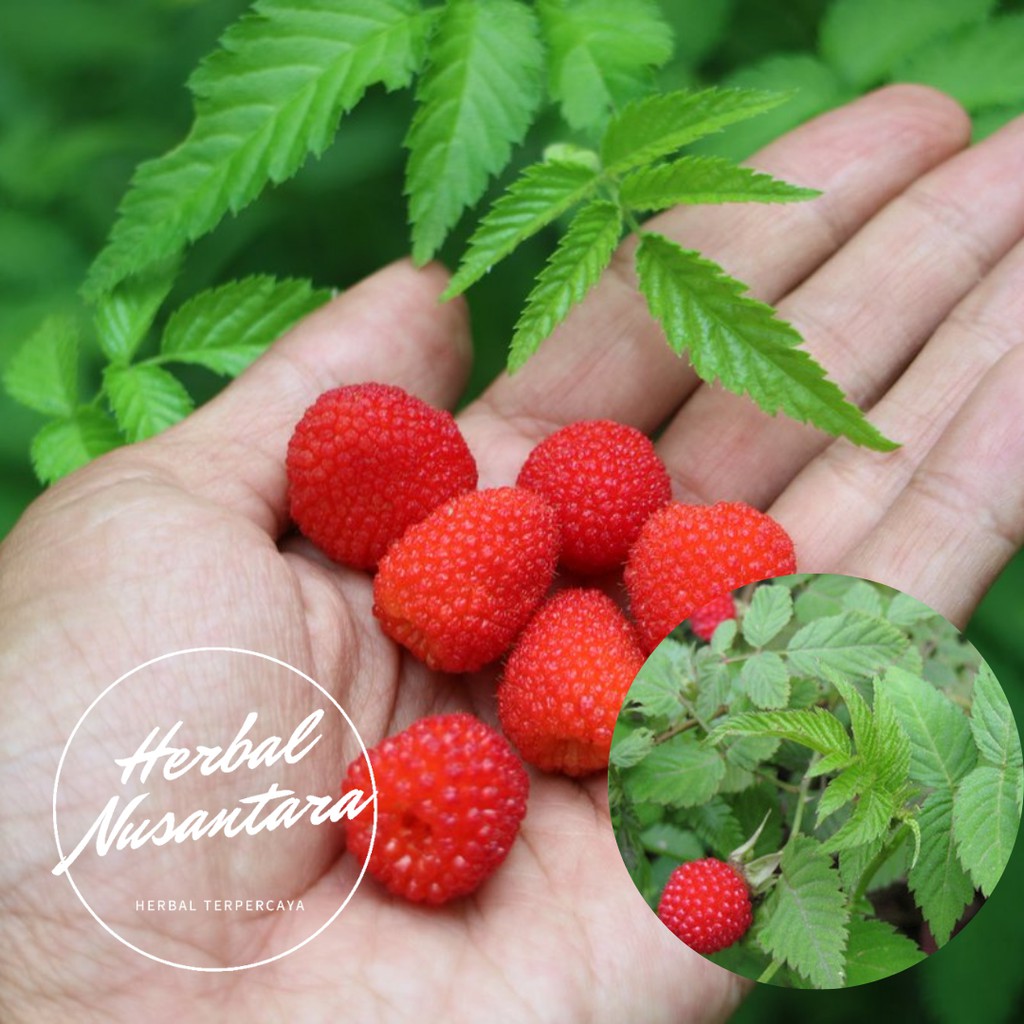 Jual Bibit Tanaman Arben Murbei Hutan Buah Arbei Merah Langka | Shopee ...