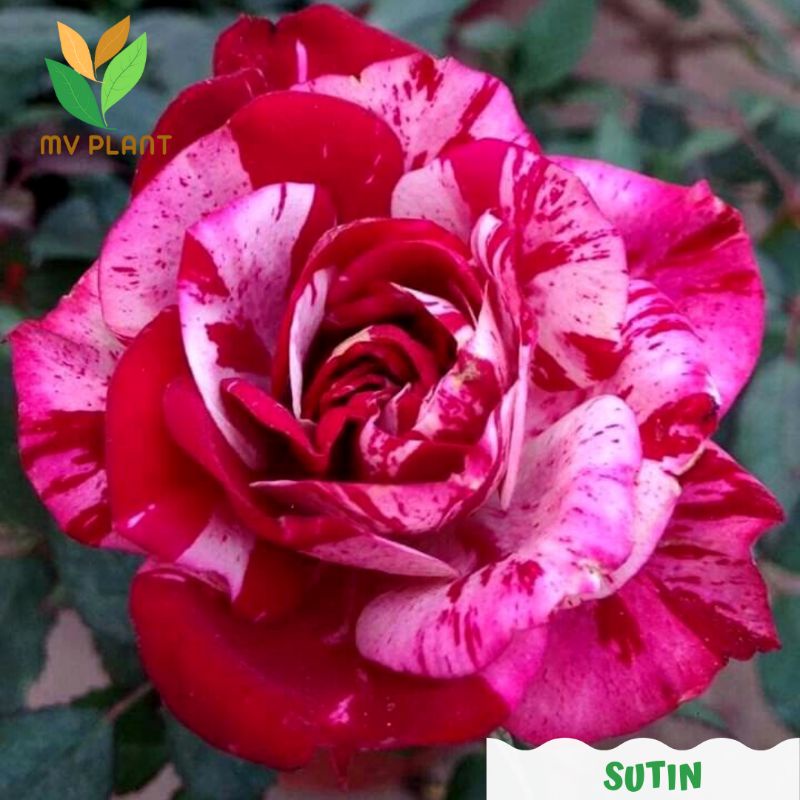 Jual Mawar Batik merah putih ukuran Dewasa- mawar sutin- mawar batik ...