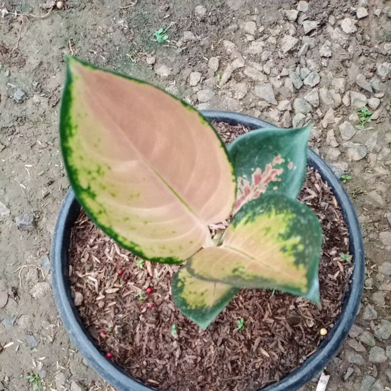 Jual BUNGA AGLAONEMA SULTAN BRUNEI | Shopee Indonesia