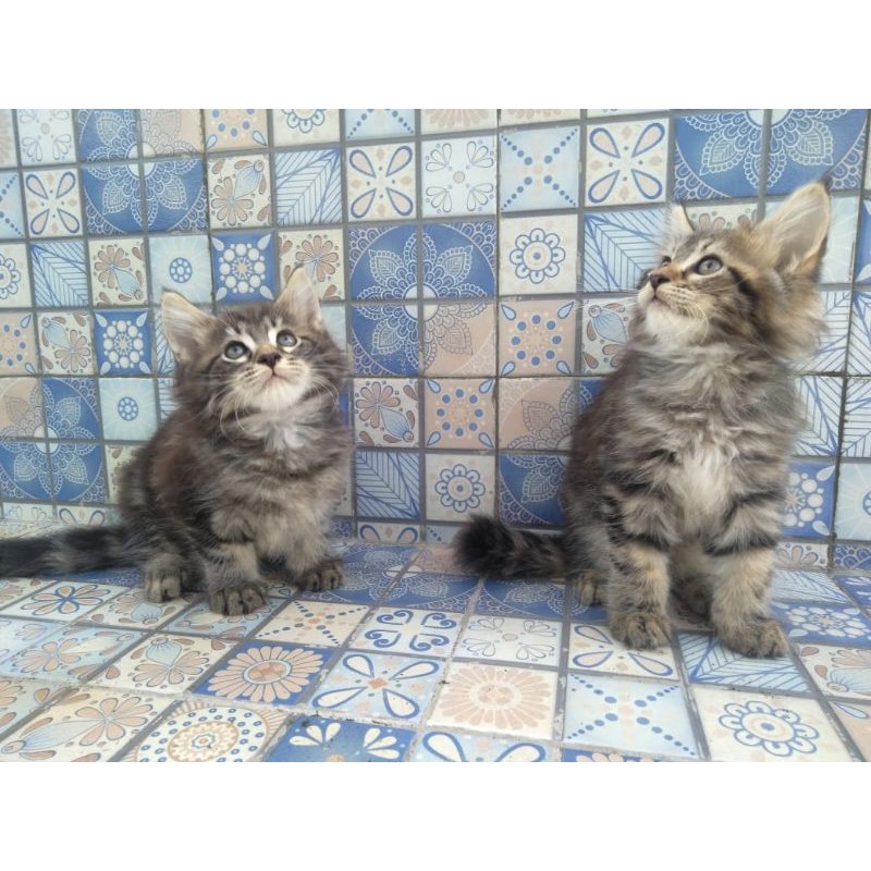 Jual kucing Mainecoon ped cfa | Shopee Indonesia