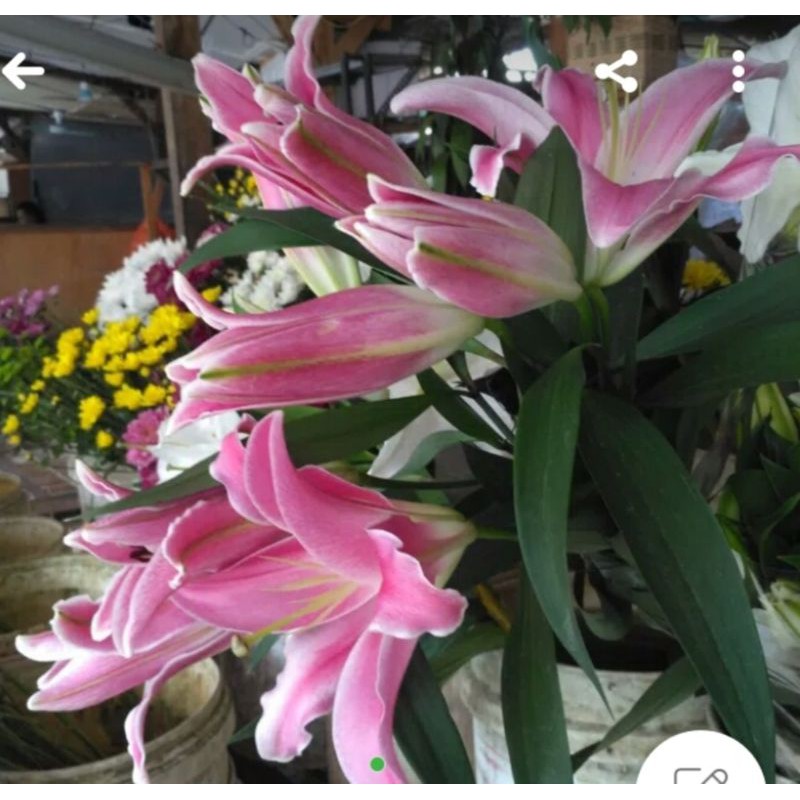 Jual Bunga potong bunga lily segar/wangi/pink /harga 1 tangkai | Shopee ...