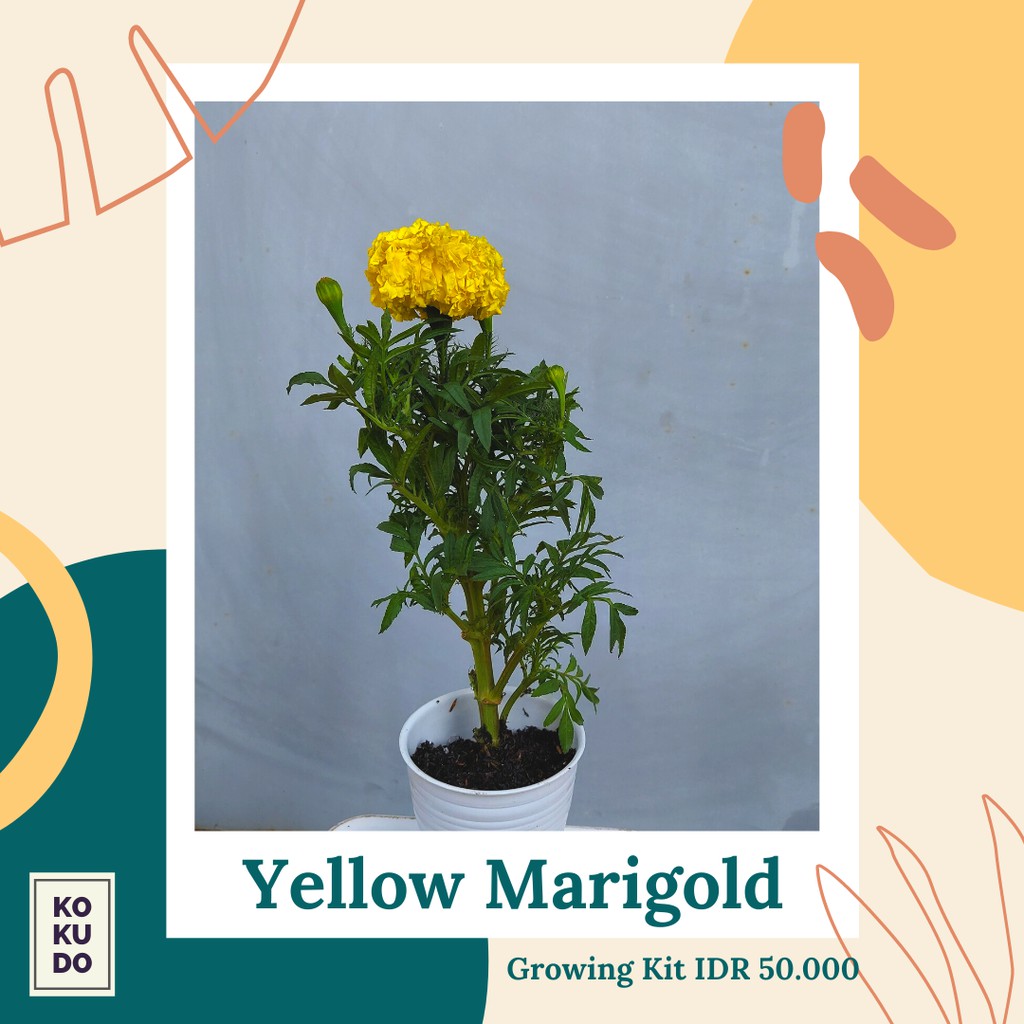 Jual Yellow Marigold Edible Flower Growing Kit / Paket Menanam Tanaman ...