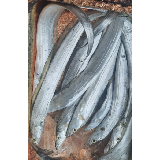 Jual Ikan Layur fresh 500grm | Shopee Indonesia