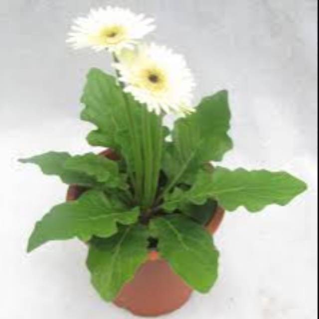 Jual Tanaman Hias Gerbera Putih | Shopee Indonesia