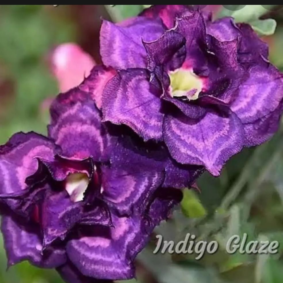 Jual tanaman hias adenium bunga tumpuk - pohon kamboja jepang - adenium ...