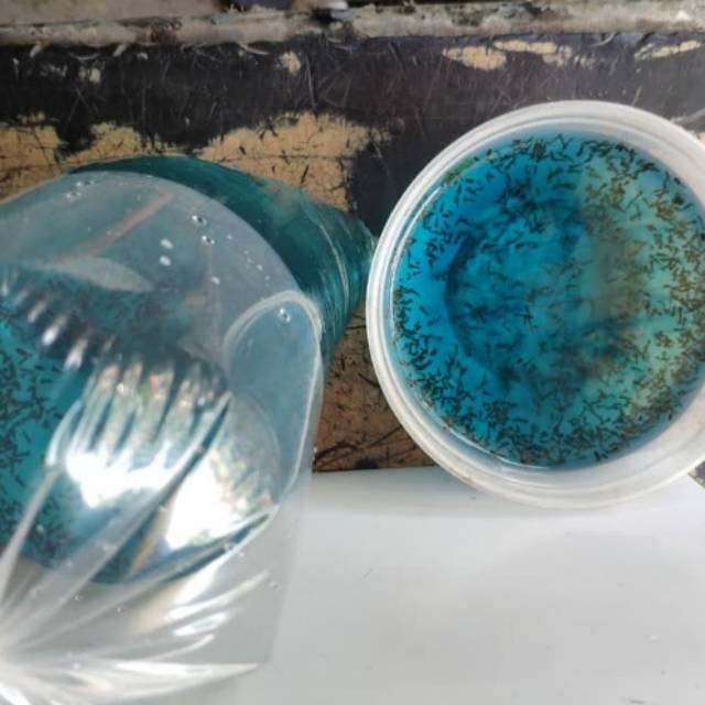 Jual Encu Jentik nyamuk steril, bersih, Higienis | Shopee Indonesia