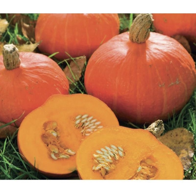 Jual benih LABU KABOCHA / labu merah 1 biji | Shopee Indonesia