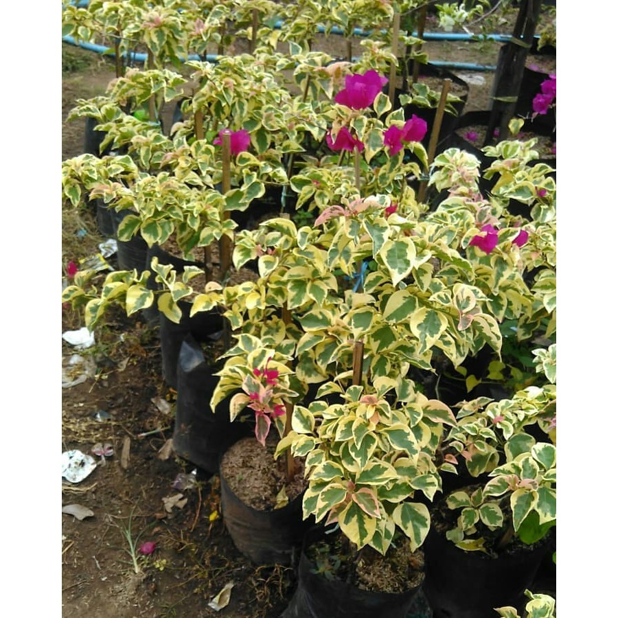 Jual Bibit Tanaman Bunga Bougenville 3 Warna Bugenfil 1 Pohon 3 Warna