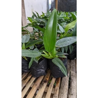 Produk topplant | Shopee Indonesia