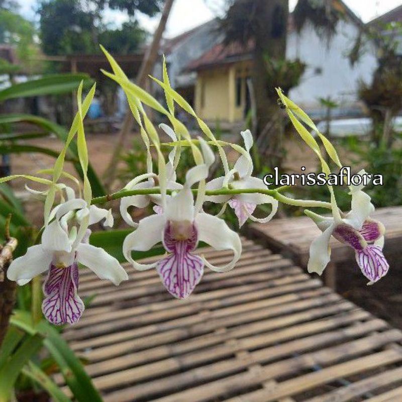 Jual SEEDLING ANGGREK DENDROBIUM STRATIOTES | Shopee Indonesia