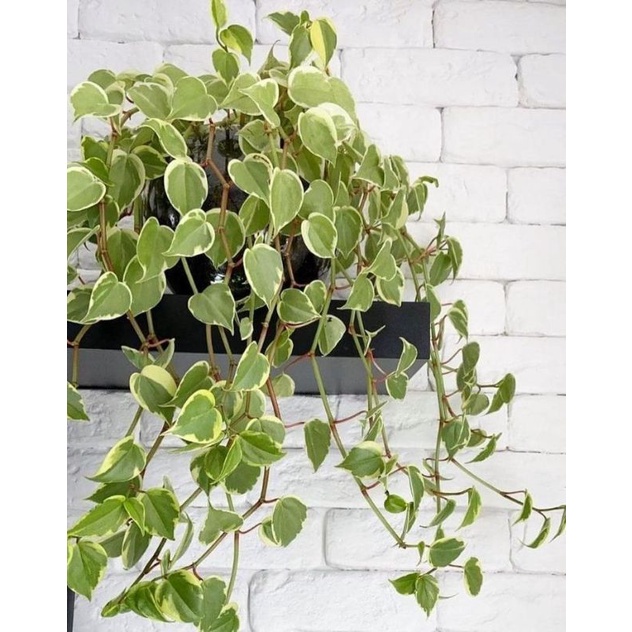 Jual Tanaman Hias Paperomia Mint Frost - Tanaman Hias Jade Plant ...