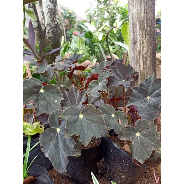 Jual Tanaman Begonia Red velvet /Black velvet | Shopee Indonesia