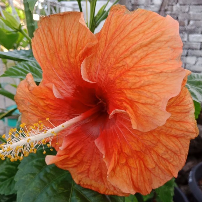 Jual bibit tanaman hias kembang bunga sepatu mahkota lebar jumbo warna ...