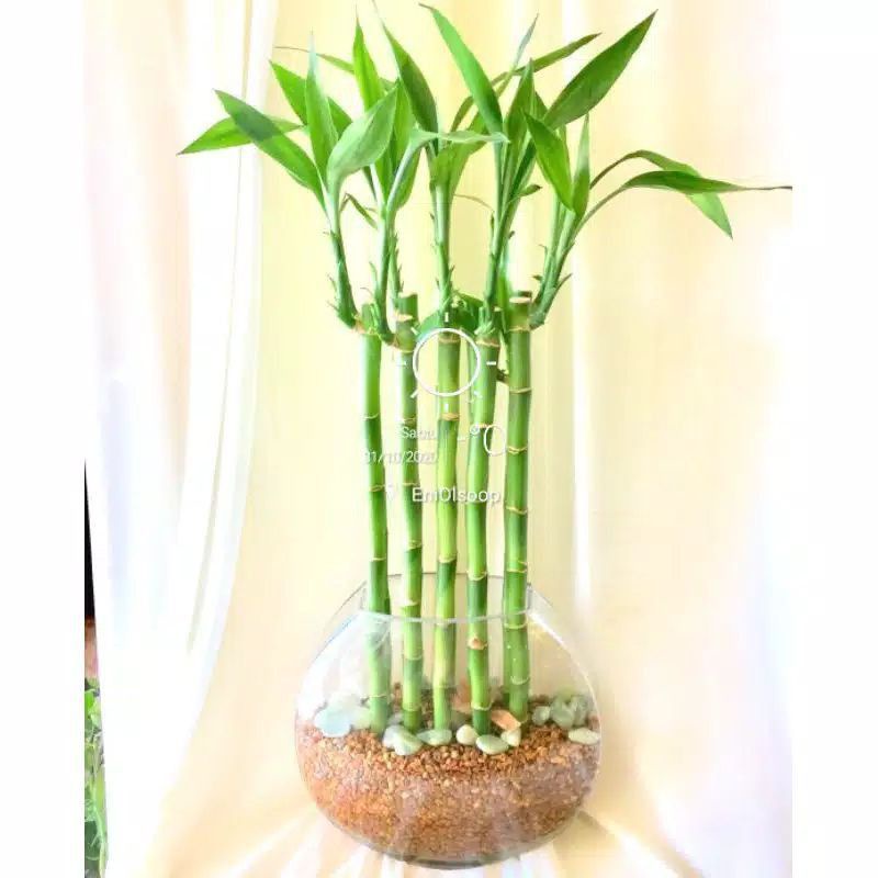 Jual Tanaman Sri rejeki/ batang pohon sri rejeki / pohon hoki BELI 5 ...