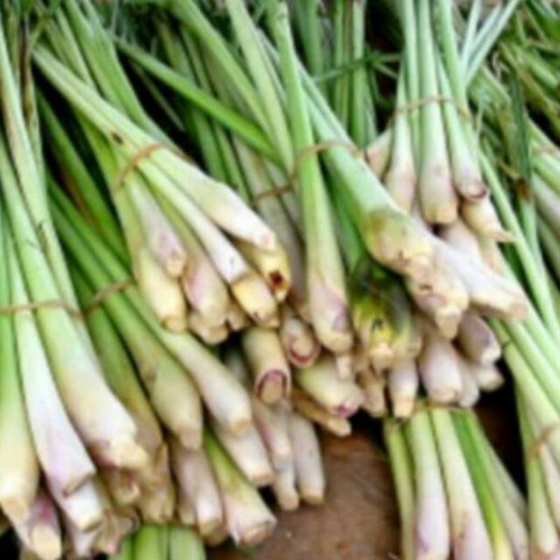 Jual Sereh daun Serai segar sere fres 1kg | Shopee Indonesia