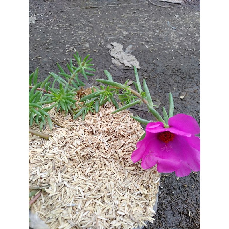 Jual Sutra bombay | Shopee Indonesia