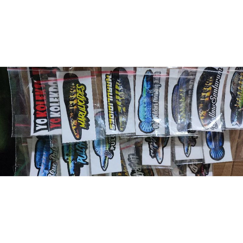 Jual Stiker channa dan ikan hias untuk aquarium | Shopee Indonesia