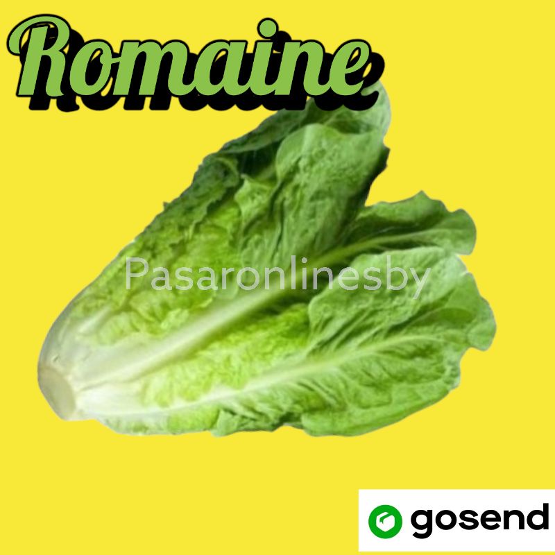 Jual Selada Romaine/ Romain | Shopee Indonesia