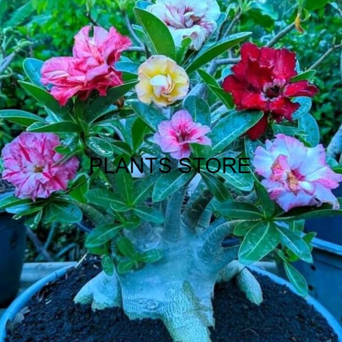 Jual Adenium size A bunga tumpuk hasil grafting murah PLANTS STORE ...