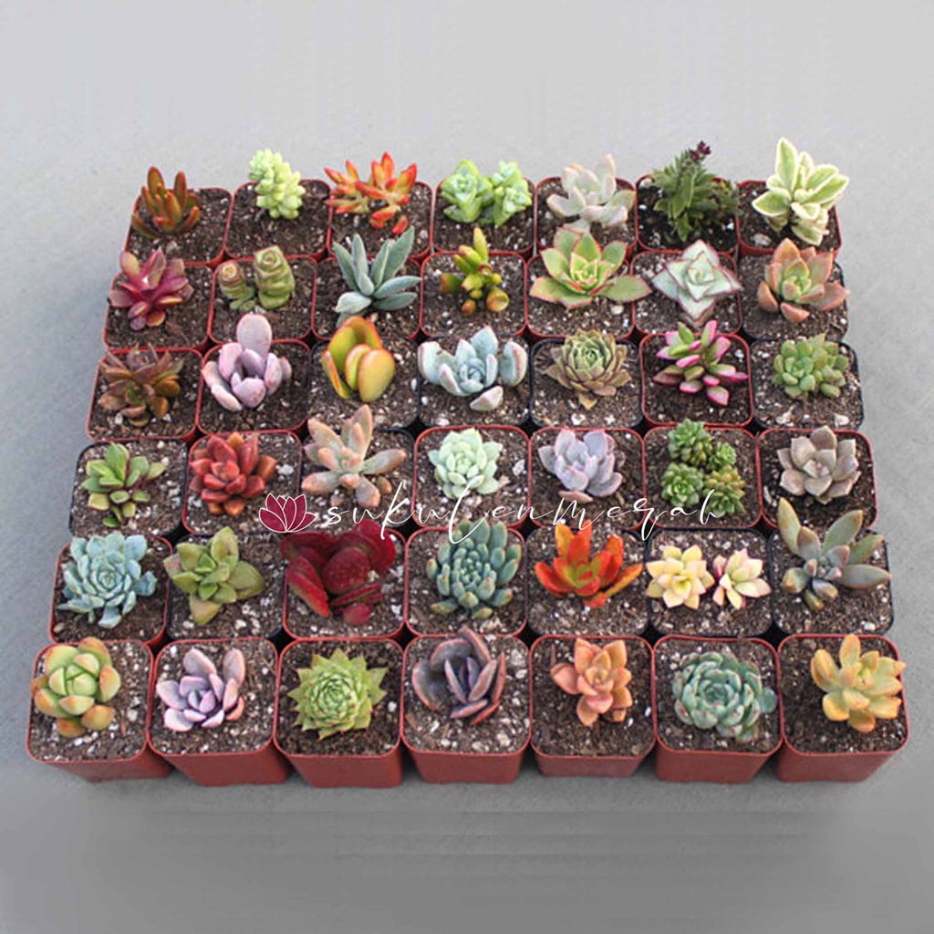 Jual KAKTUS echeveria PILIH tanaman mini sukulen sekulen cactus skulen ...