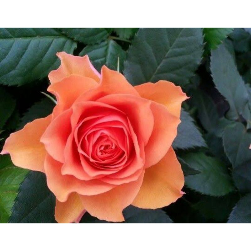 Jual Mawar Holland Orange | Shopee Indonesia