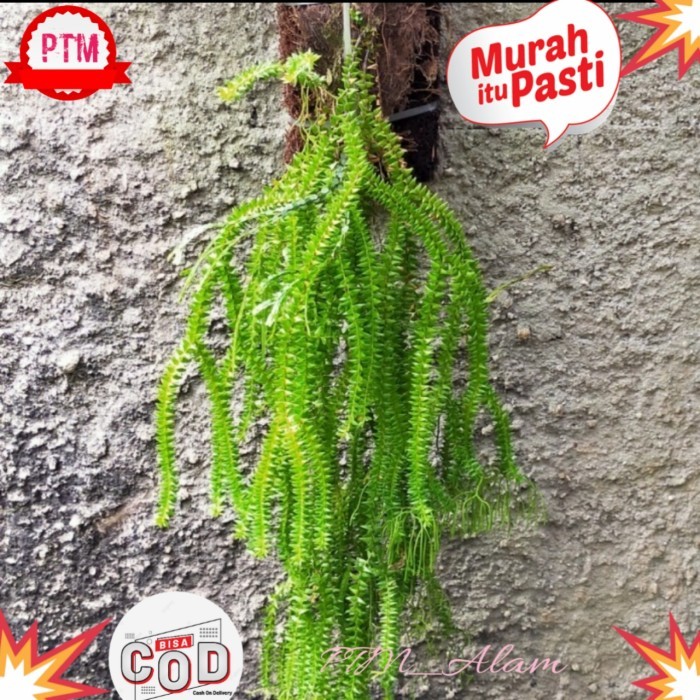 Jual (COD) pohon kadaka kumpai tanaman menjuntai | Shopee Indonesia