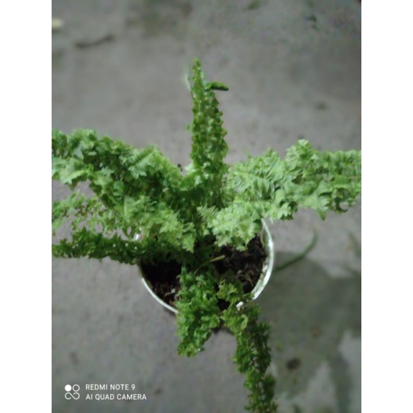 Jual tanaman hias suplir gimbal dan pillo lemon | Shopee Indonesia