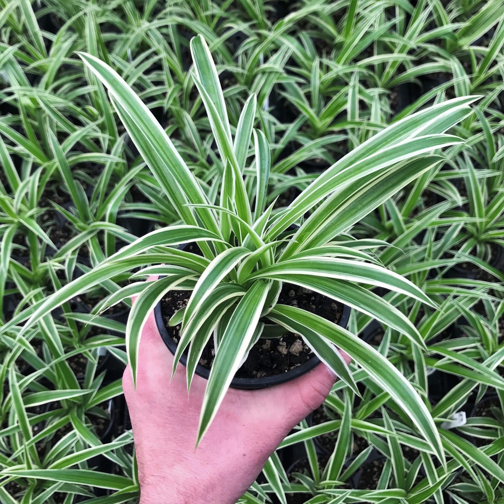 Jual Tanaman Bunga Bulu Ayam Bunga Spider Plant Lily Paris Cantik Murah ...