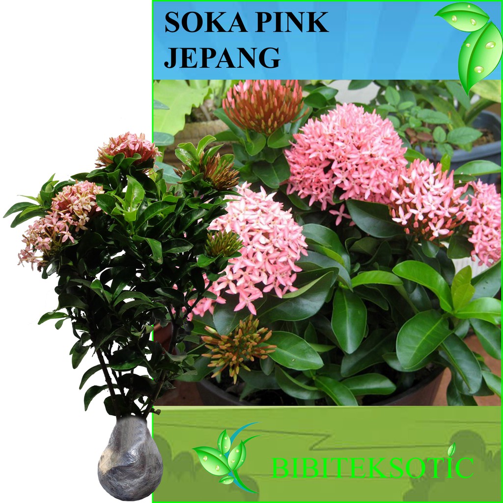 Jual Tanaman Bunga Soka Pink Jepang (Tinggi 30-40 cm) | Shopee Indonesia