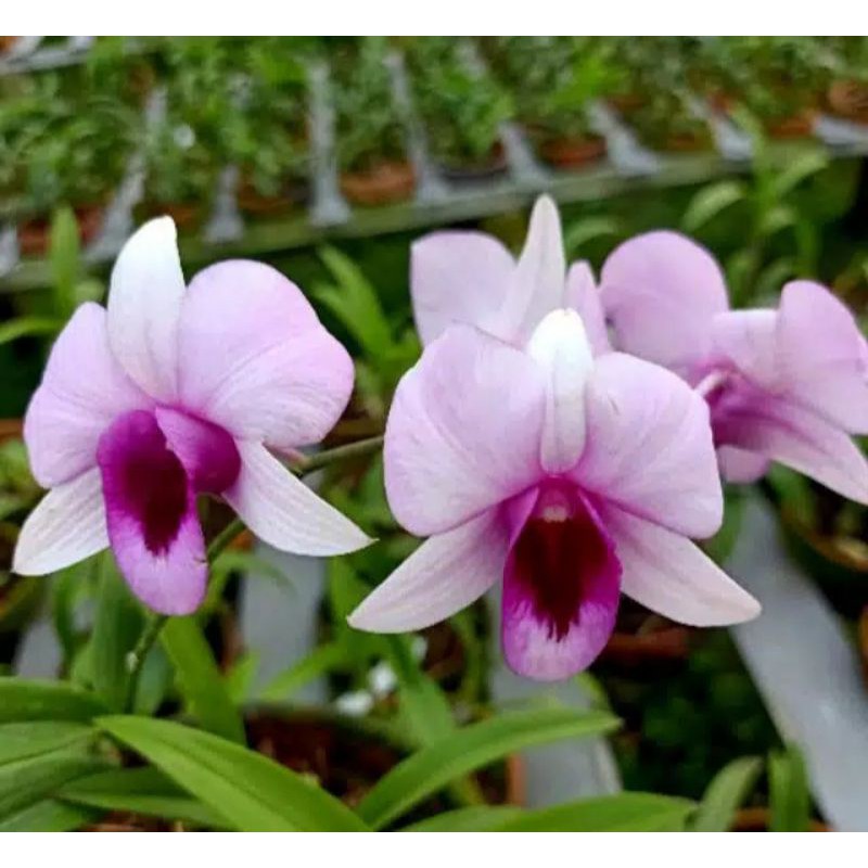 Jual Anggrek Dendrobium Ekapol (MINI) - (per batang) | Shopee Indonesia