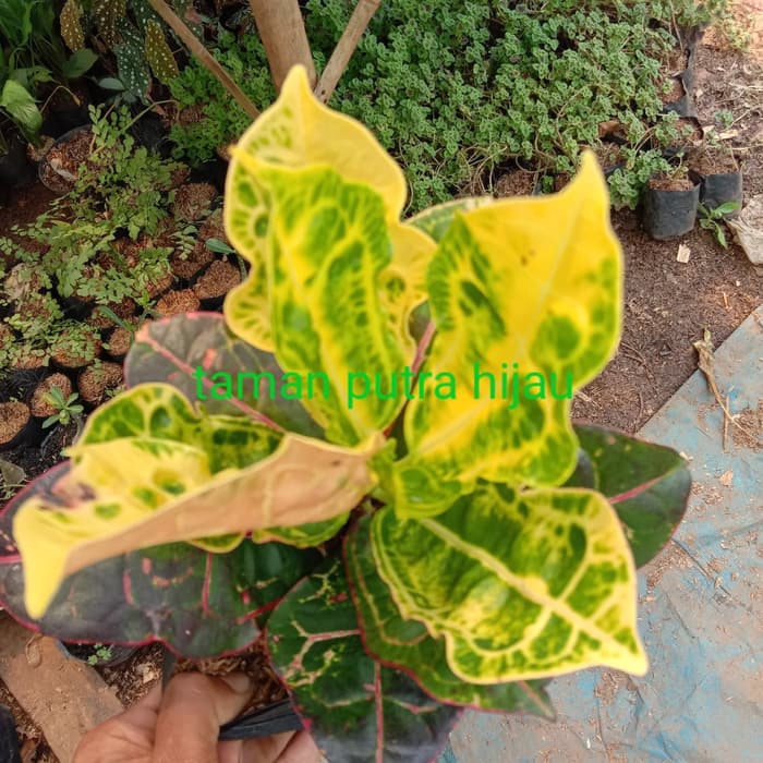 Jual rerady tanaman hias codiaeum variegatum/ pohon puring kura ...