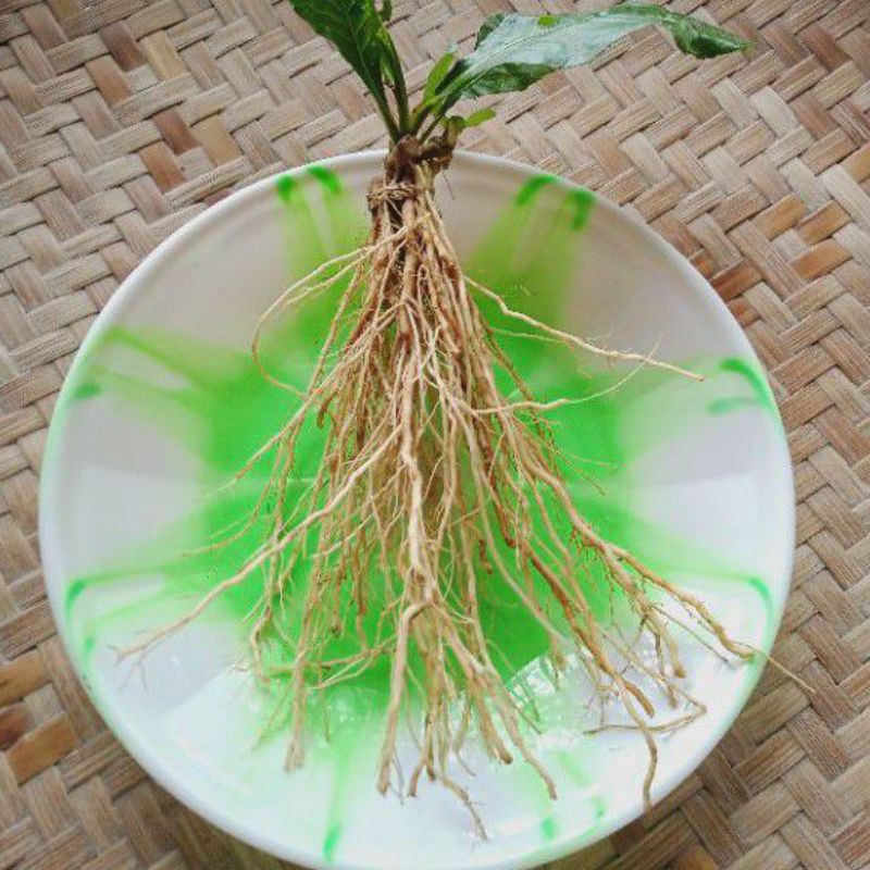 Jual Akar rumput pasak bumi herbal kenjanan pria 500 g | Shopee Indonesia