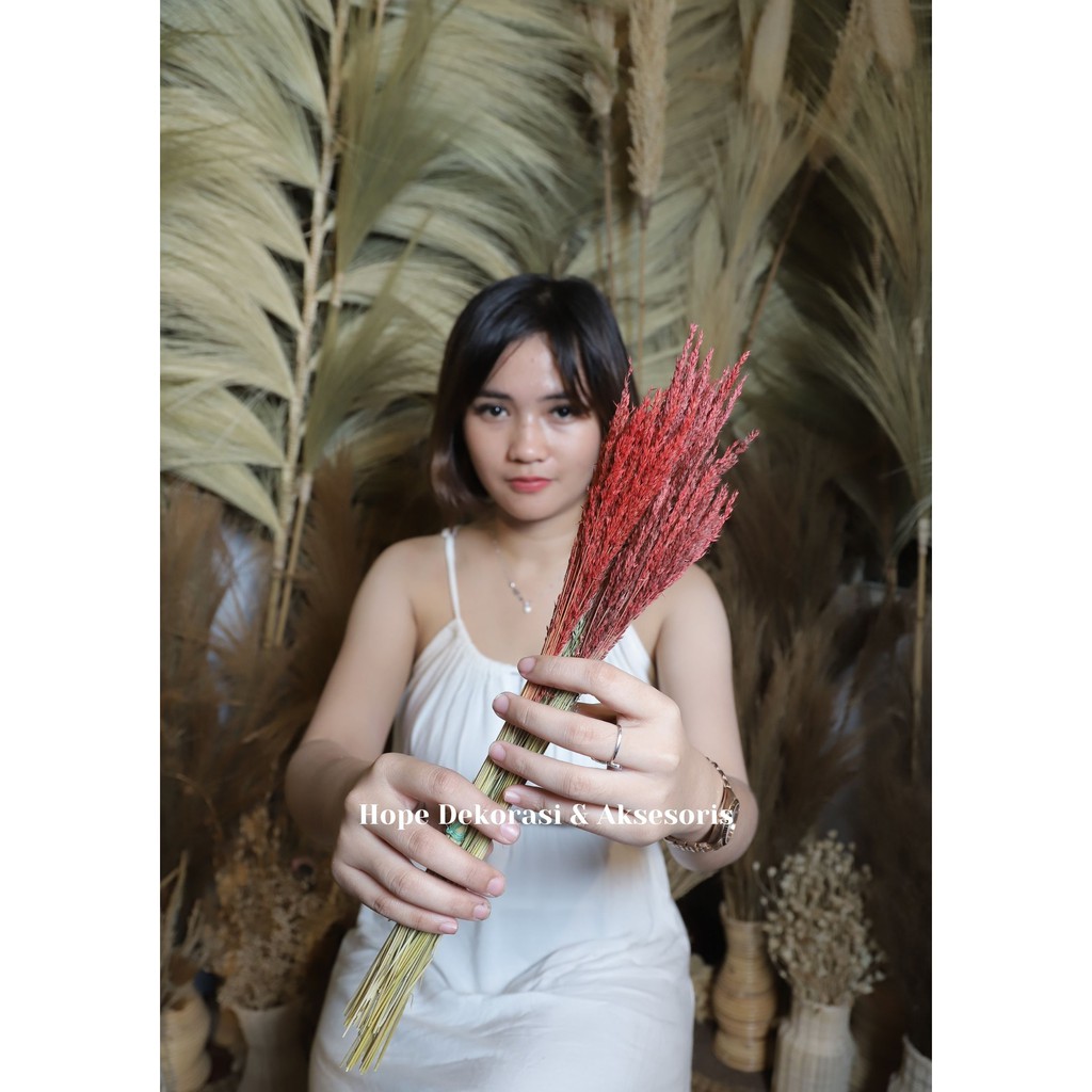 Jual BUNGA CORNELIA KERING RUSTIC | Shopee Indonesia