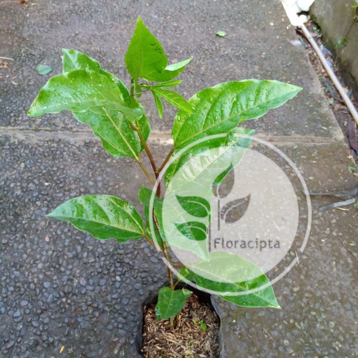 Jual Bibit pohon markisa ungu manis/Tanaman markisa ungu manis | Shopee ...