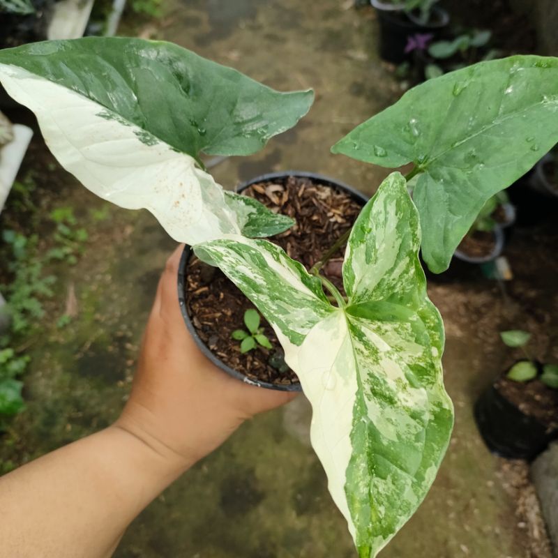 Jual Tanaman Syngonium varigata / variegata (Khusus P.Jawa dan Bali ...