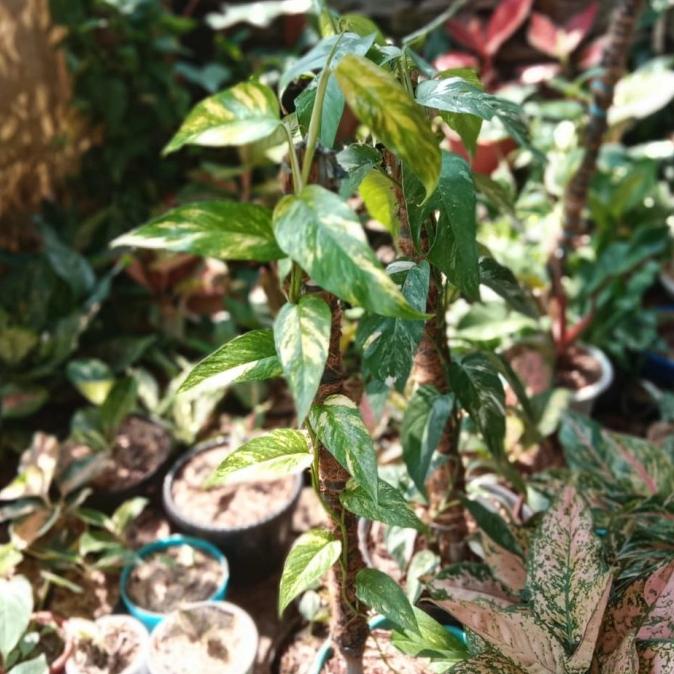 Jual jual tanaman hias epip kujang / tanaman koleksi | Shopee Indonesia