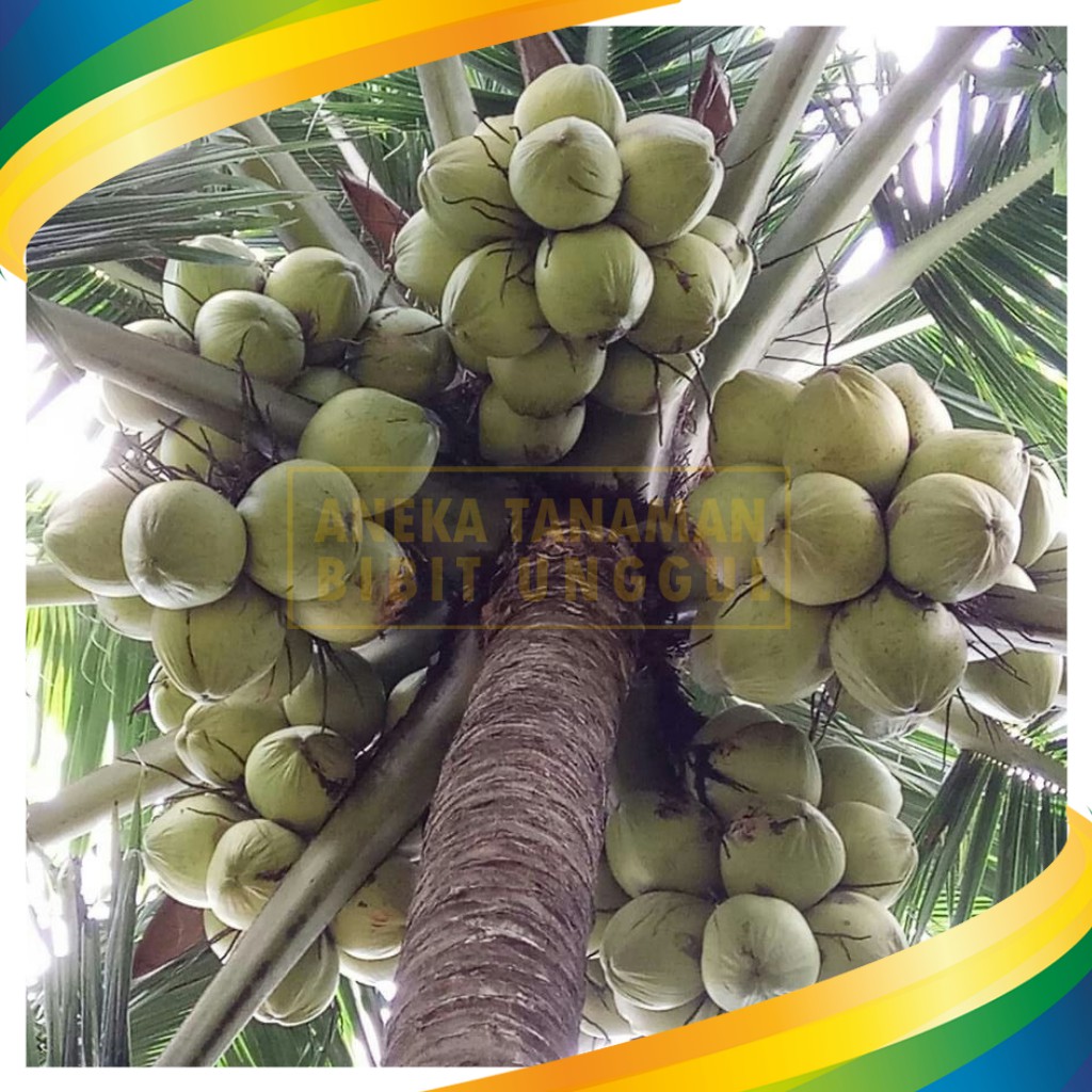 Jual Bibit Kelapa Genjah Entok - Kelapa Entok Hijau Super Genjah ...