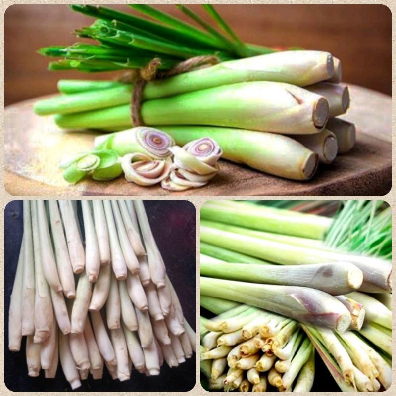 Jual sereh/serai bangkok/jumbo segar/minuman herbal/bumbu rempah ...