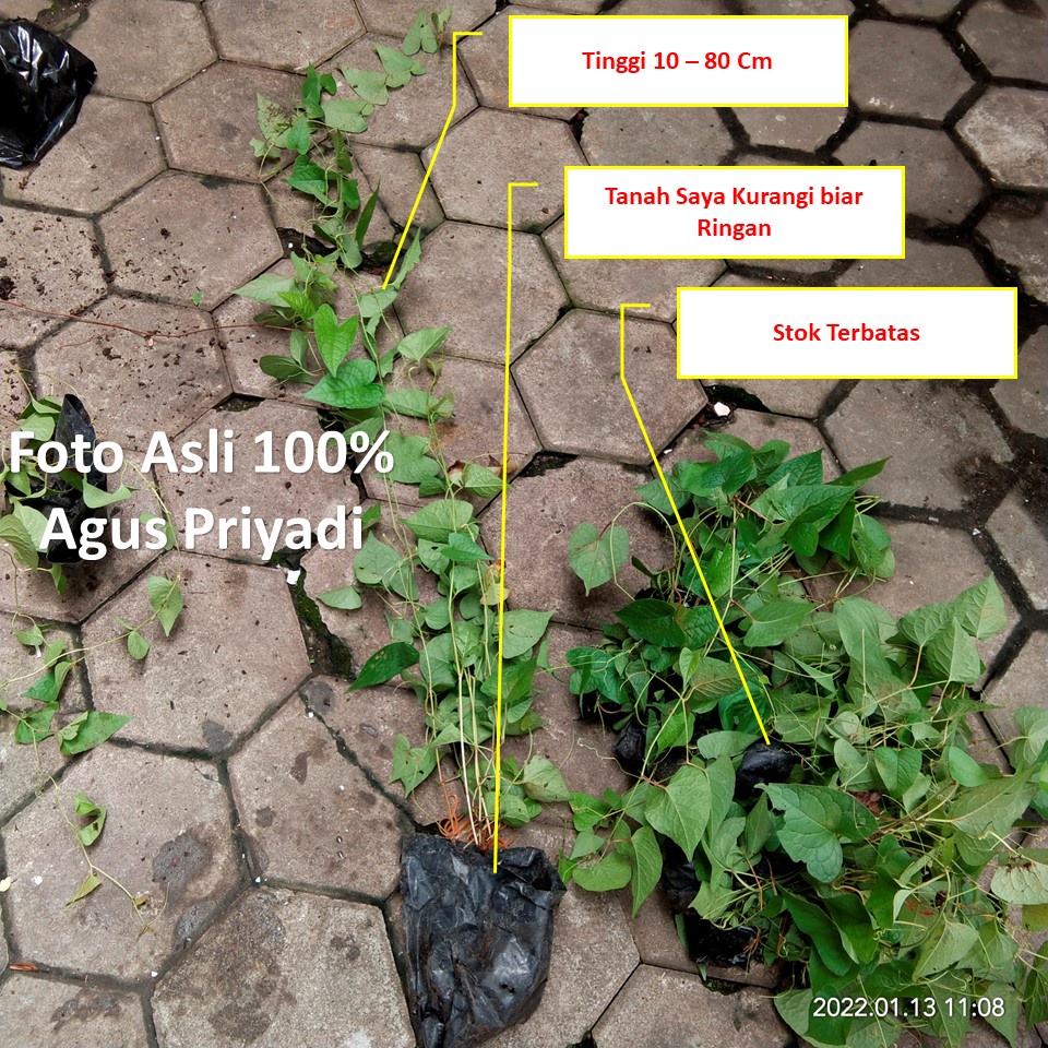 Jual Jual Bibit bukan Biji Vegetasi Bunga Air Mata Pengantin ( Bunga ...